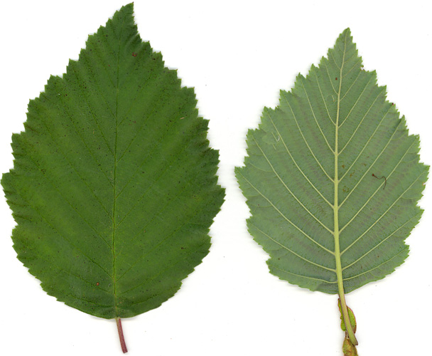 HALL ehk VALGE LEPP - Alnus incana